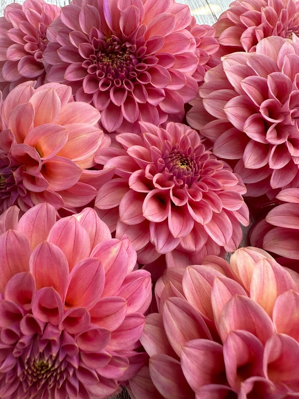 Dahlia Rock Run Ashley – Mazeppa Acres